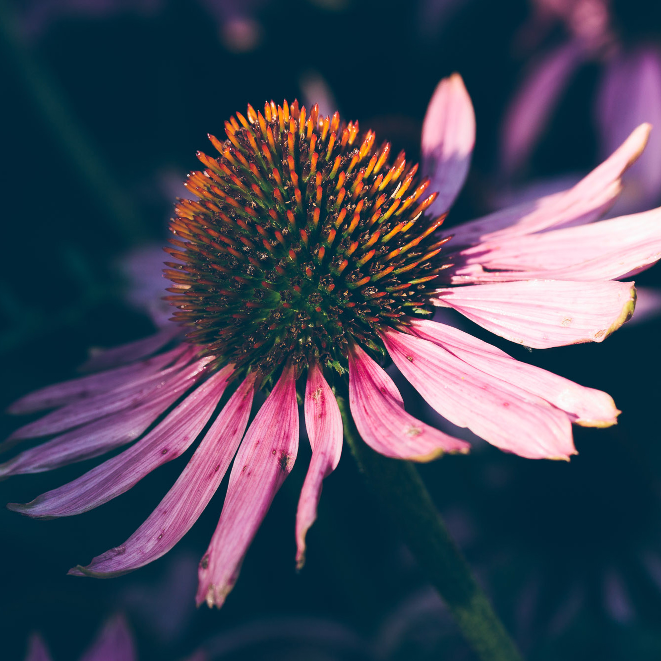 Late summer flora - Matthias Maier