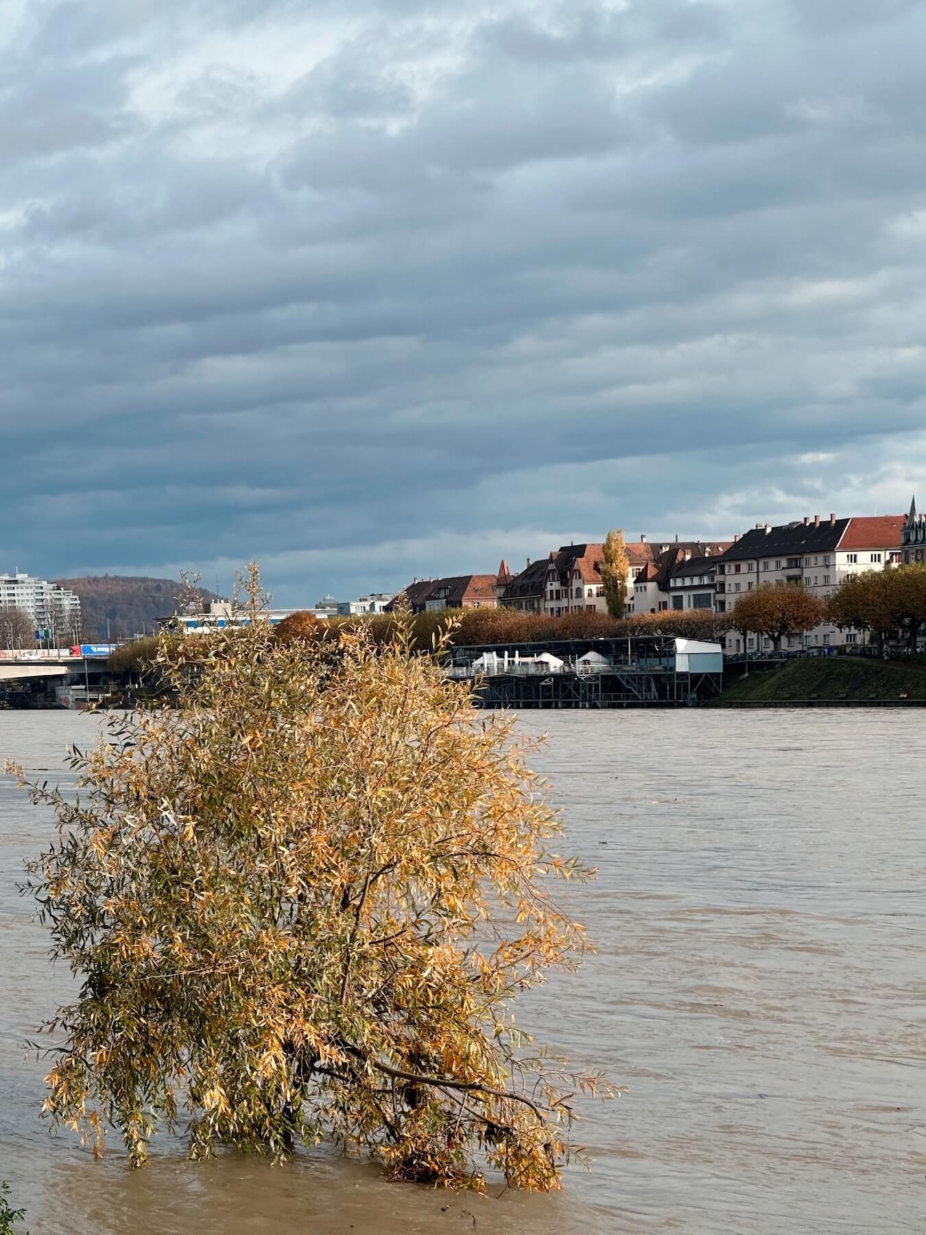 Drowning tree - Matthias Maier