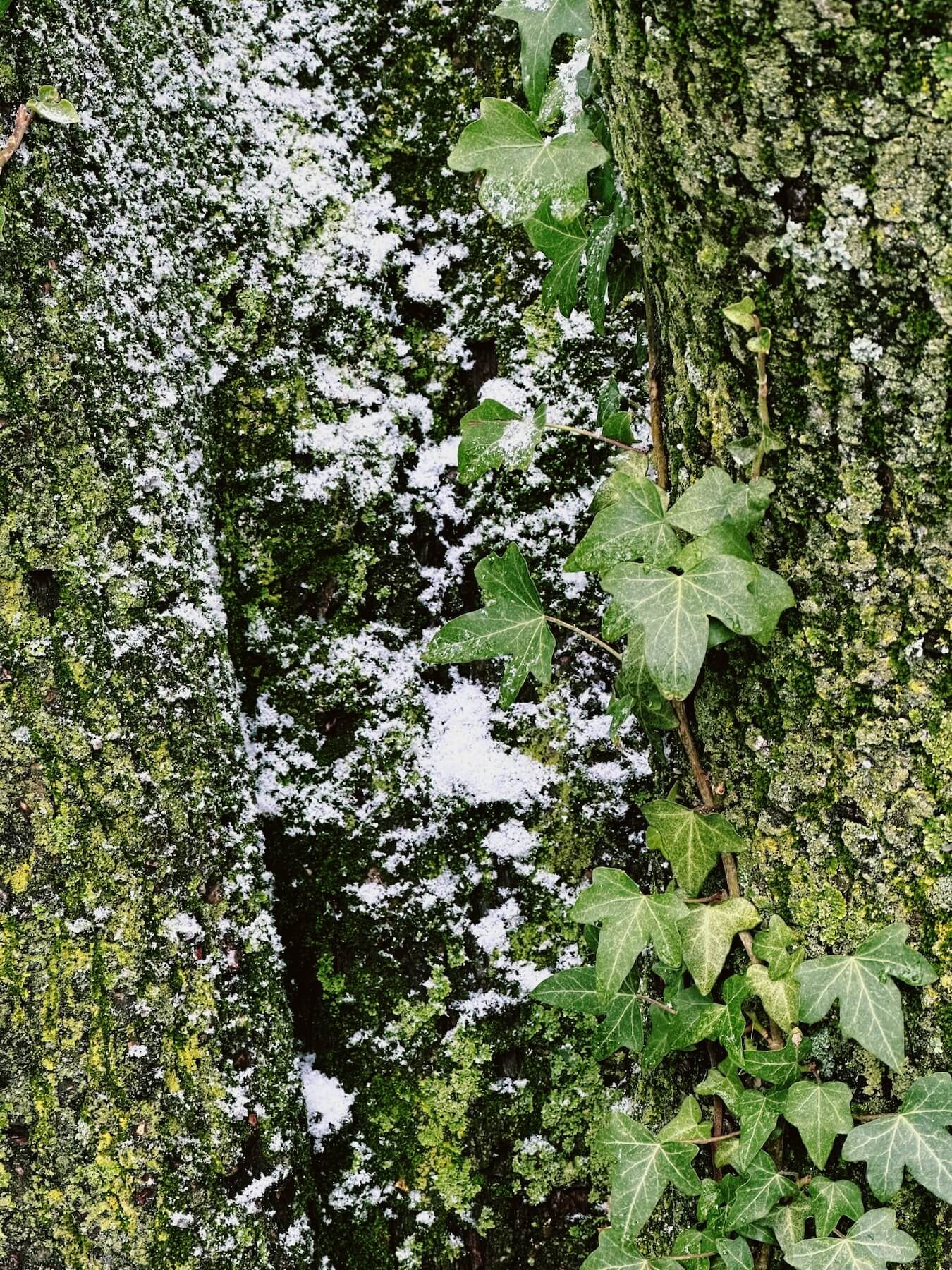 Tree trunk still life - Matthias Maier