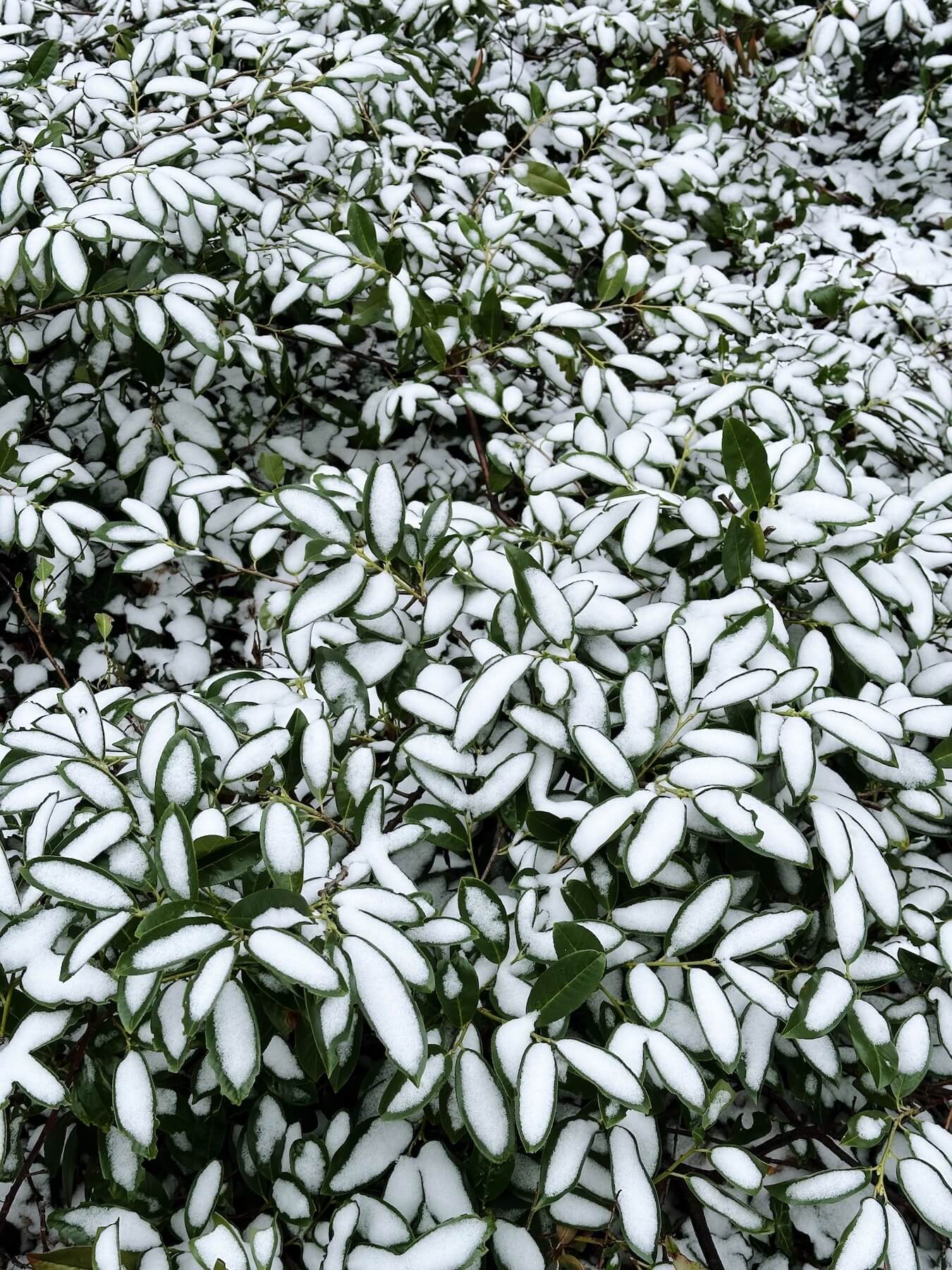 Snowy leaf pattern - Matthias Maier