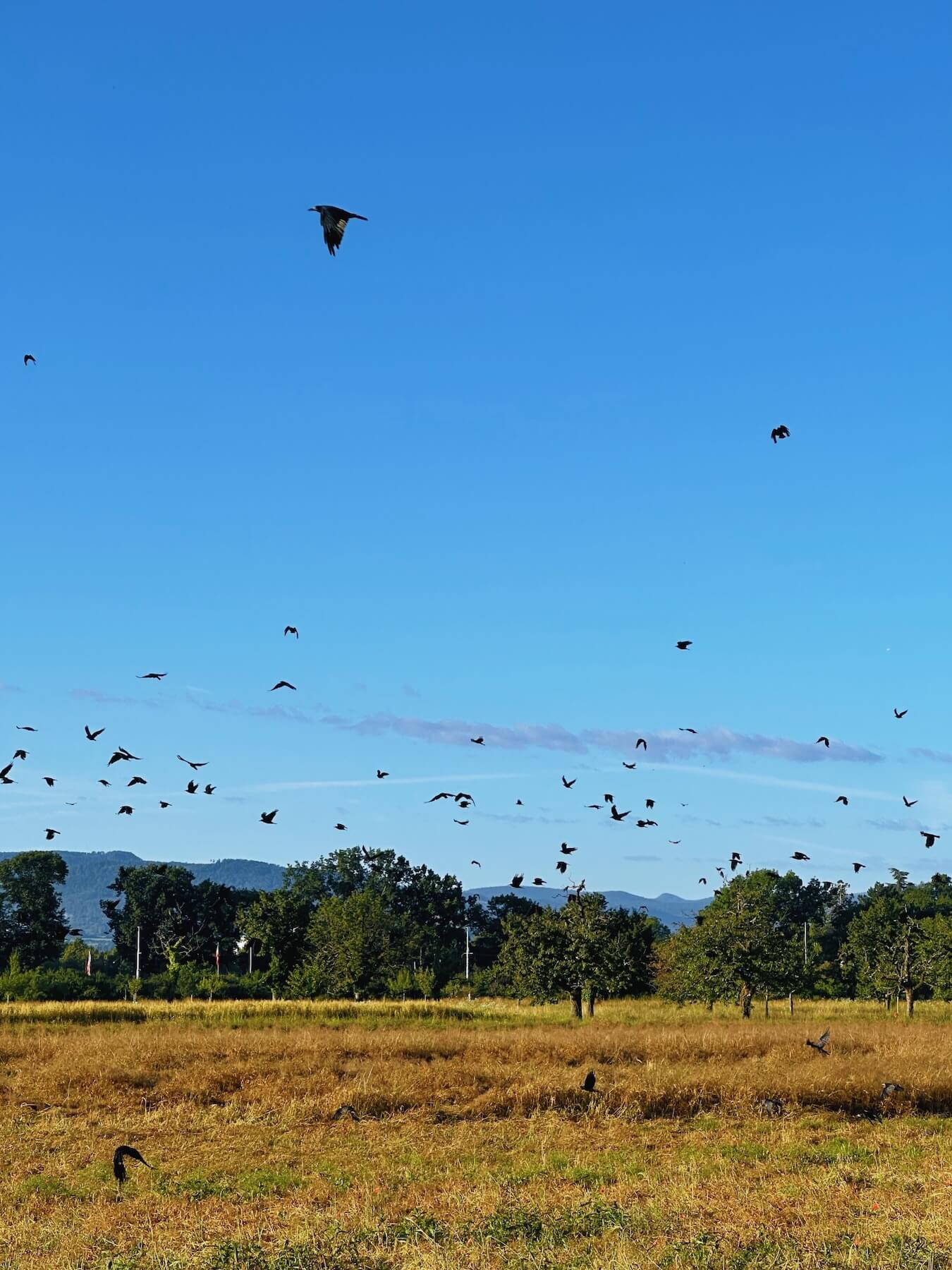 Flock of crows - Matthias Maier
