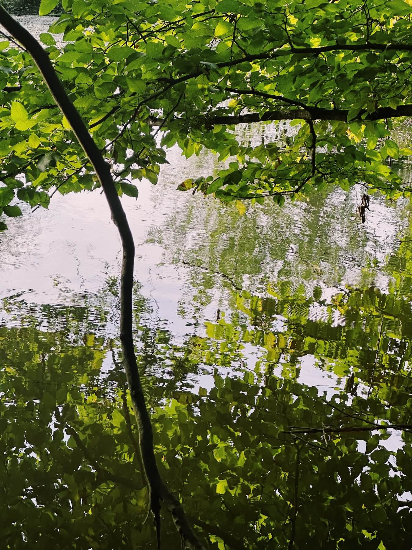 Water squiggles - Matthias Maier