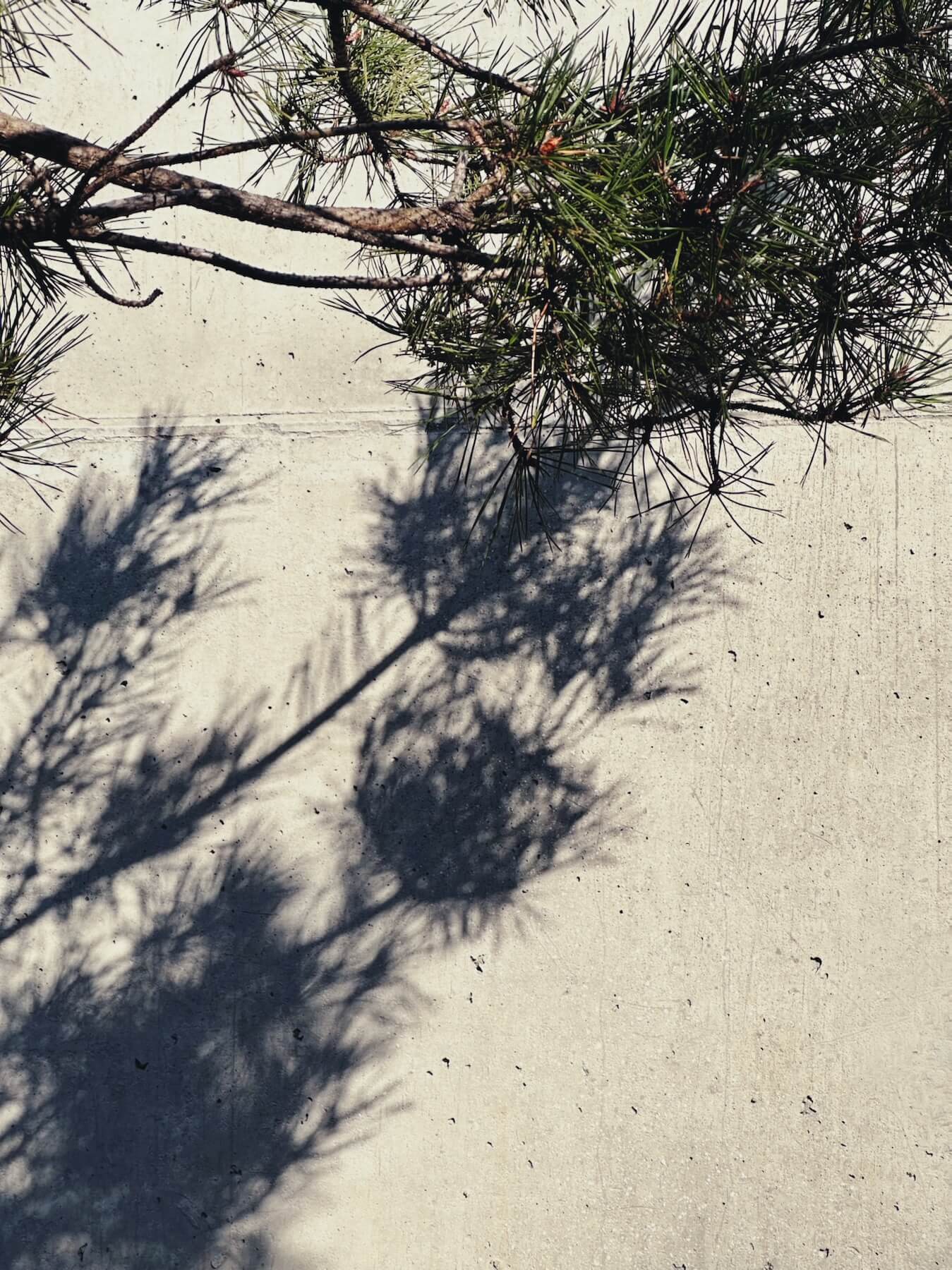 Pine tree shade - Matthias Maier